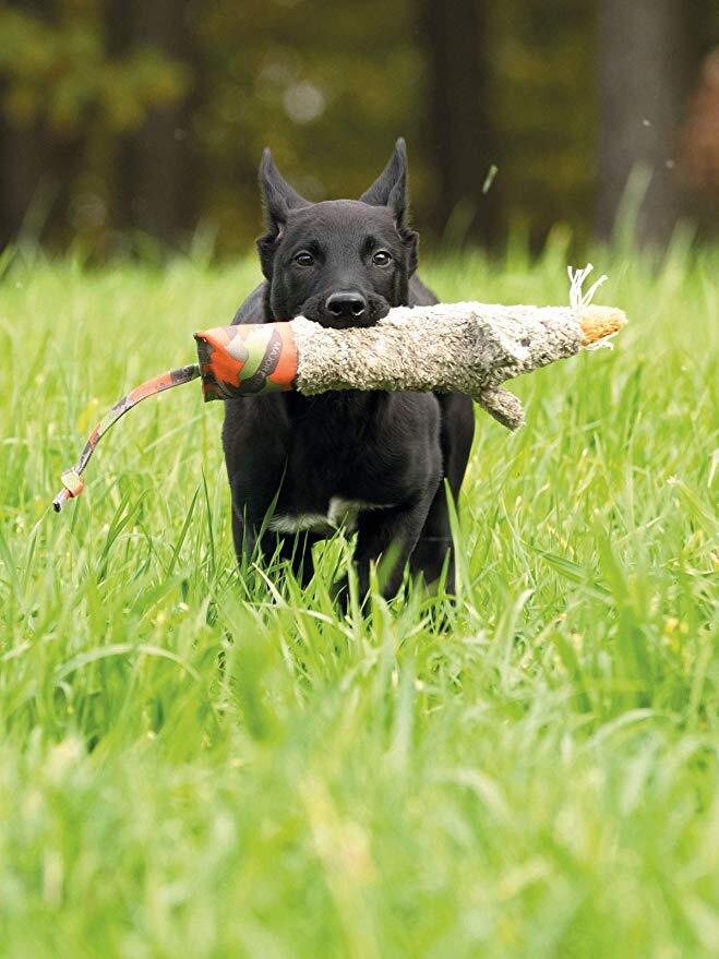 Major Dog Ratzi Rat – PrestigePets.com.au